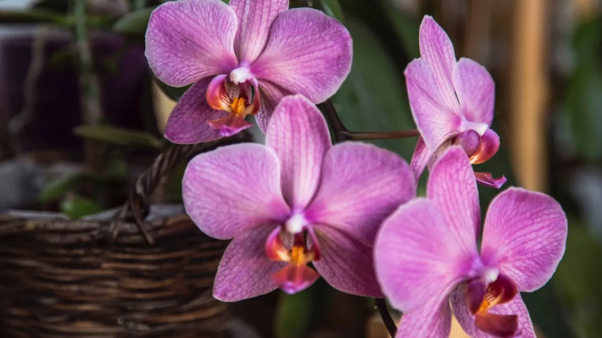 Vanda orhideja - Uzgoj Vanda orhideja kod kuće - Net.hr