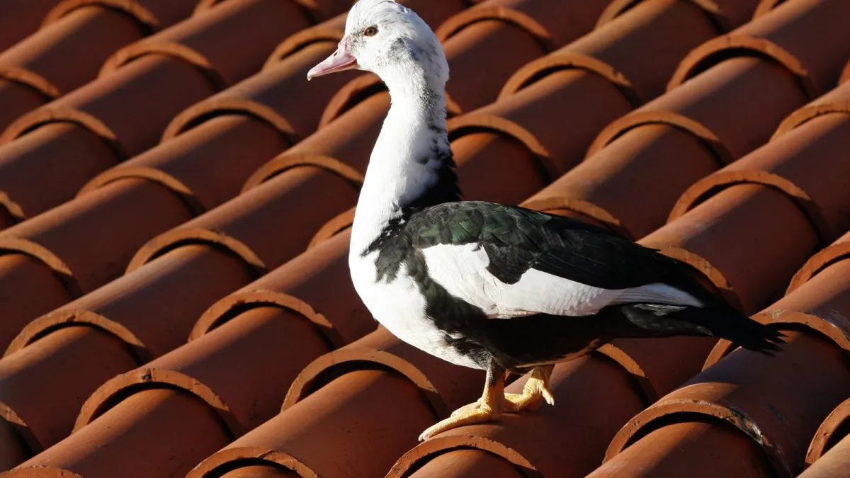 Znate li koliko patka leži na jajima? - Net.hr