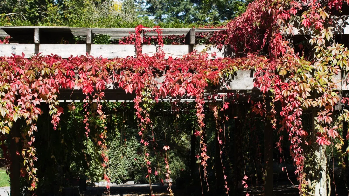 Lažna lozica: Gdje raste i kako izgleda lažna lozica? - Net.hr