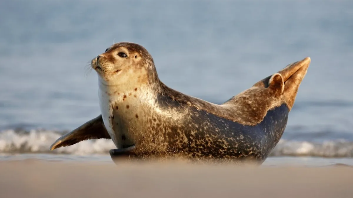 Obični tuljan: Simpatičan sisavac s obala sjeverne hemisfere - Net.hr