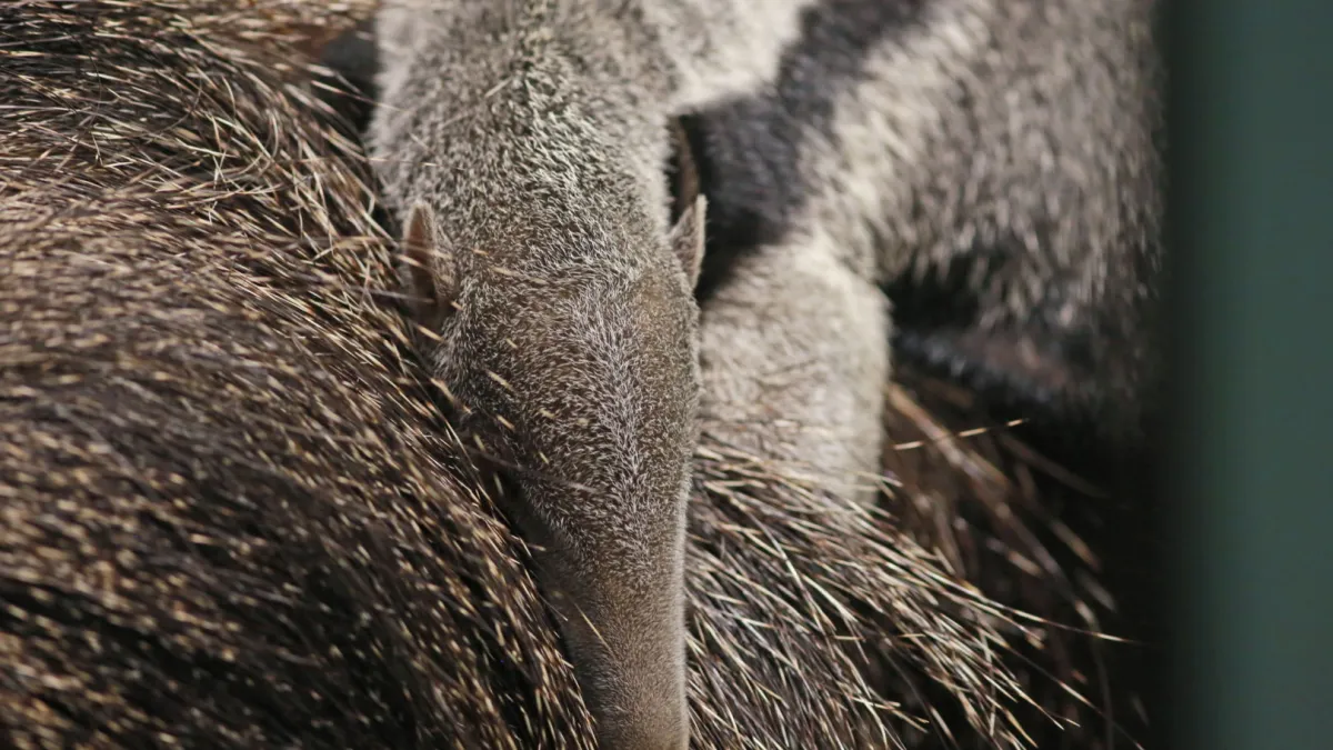 Koliko poznajete neobičnu životinju zvanu afrički mravojed? - Net.hr
