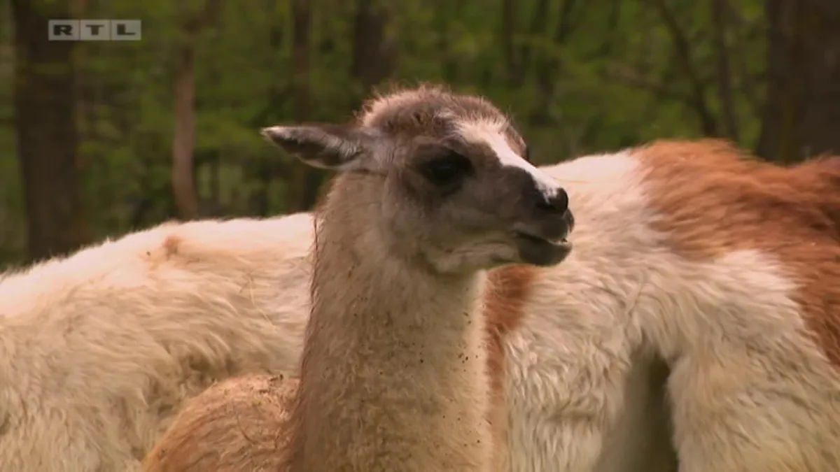 Ljama i alapaka - što znate o ovim, za Hrvate još uvijek egzotičnim ...