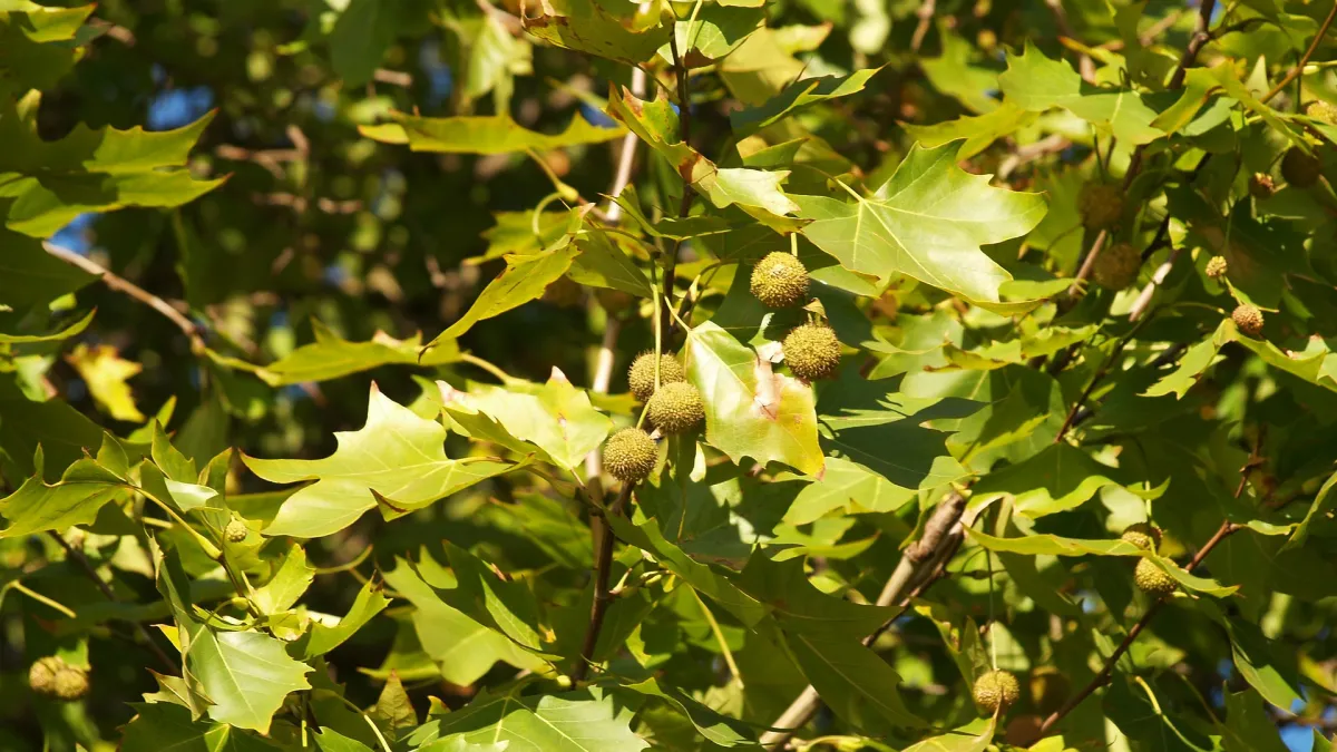Platana drvo - Znate li kakvo je drvo platana - Net.hr
