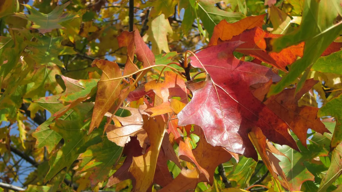 Što je američki hrast i koliko poznajete stablo zvano američki hrast ...