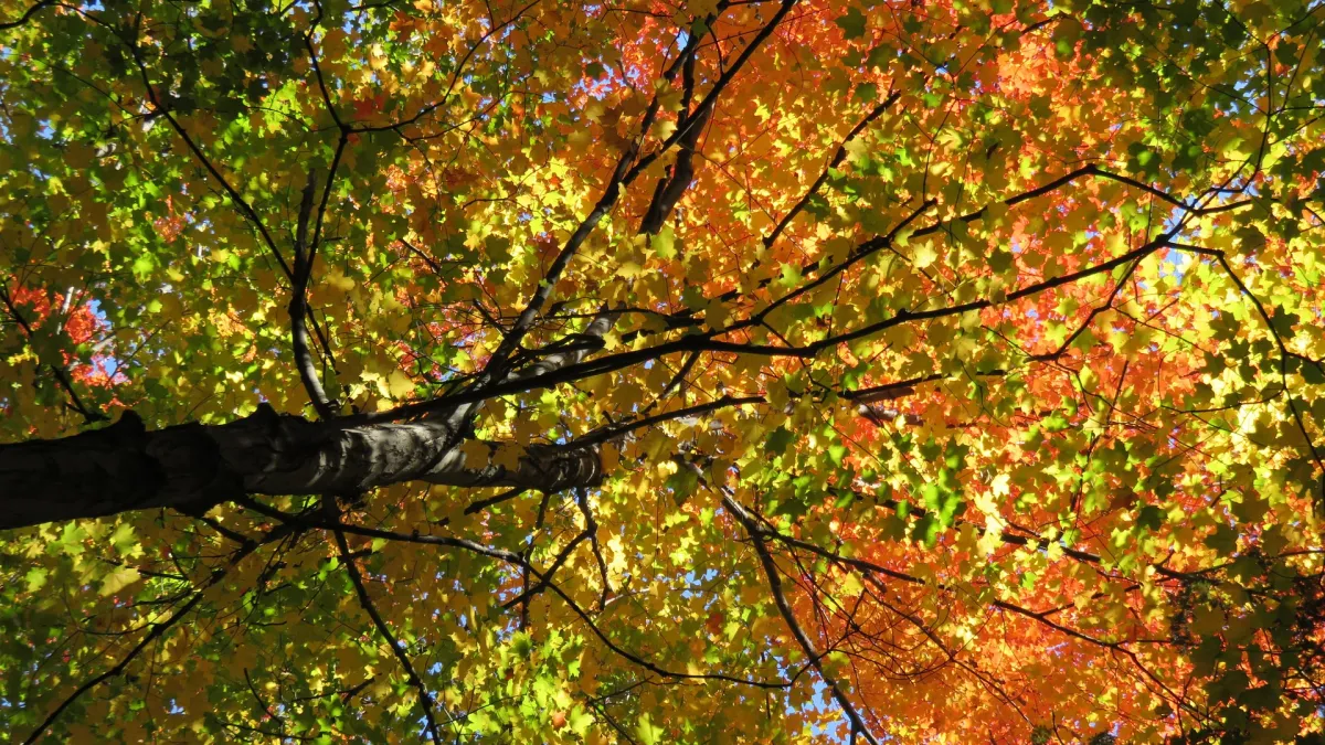 Što je šećerni javor i koliko poznajete stablo zvano šećerni javor ...