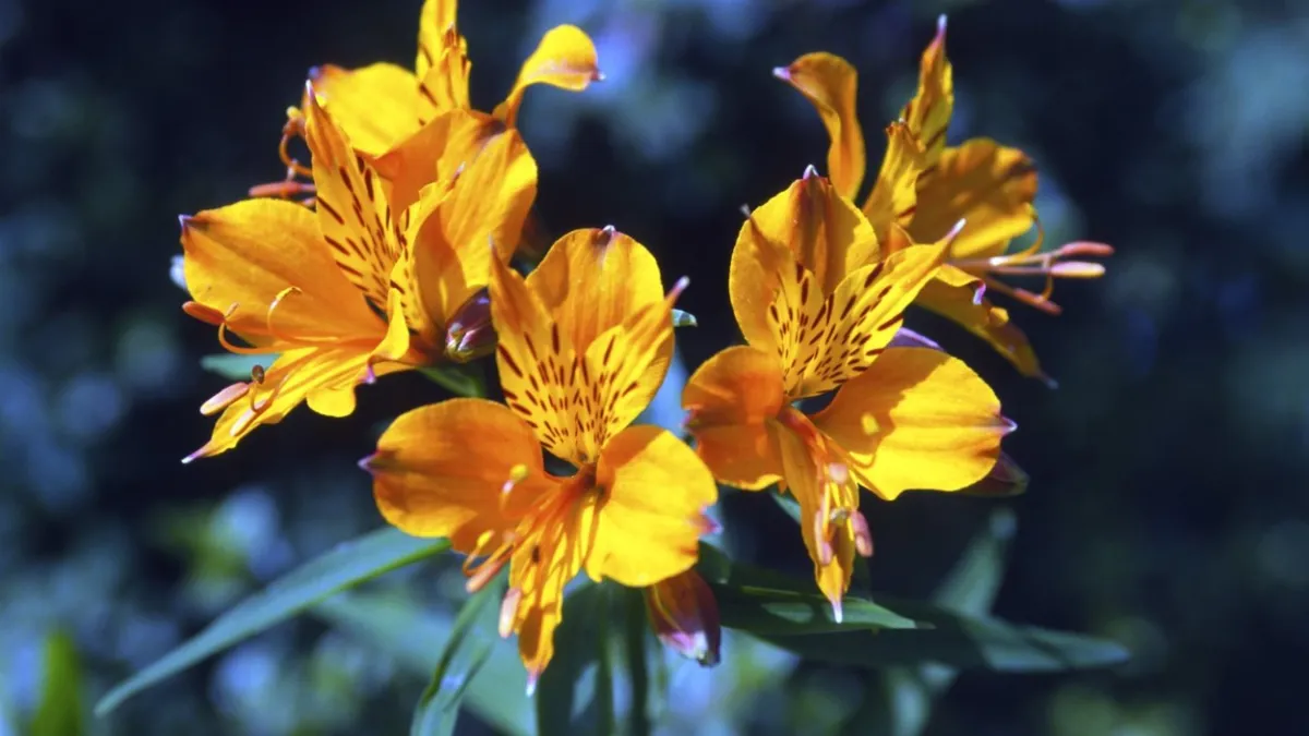 Peruanski ljiljan: Prekrasan žuti cvijet koji je veoma jednostavan za ...