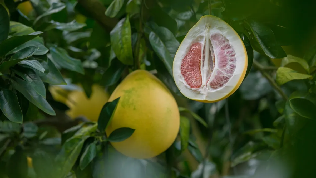 Znate li kako se jede pomelo voće? - Net.hr
