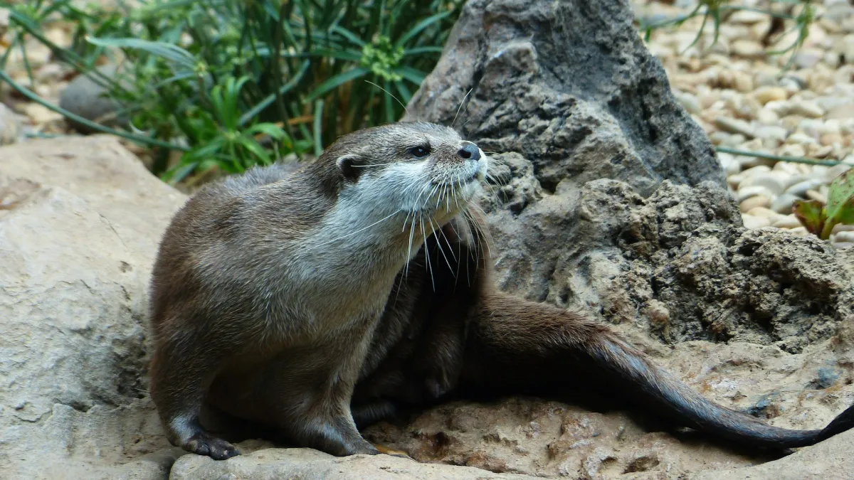 Azijska patuljasta vidra - Net.hr