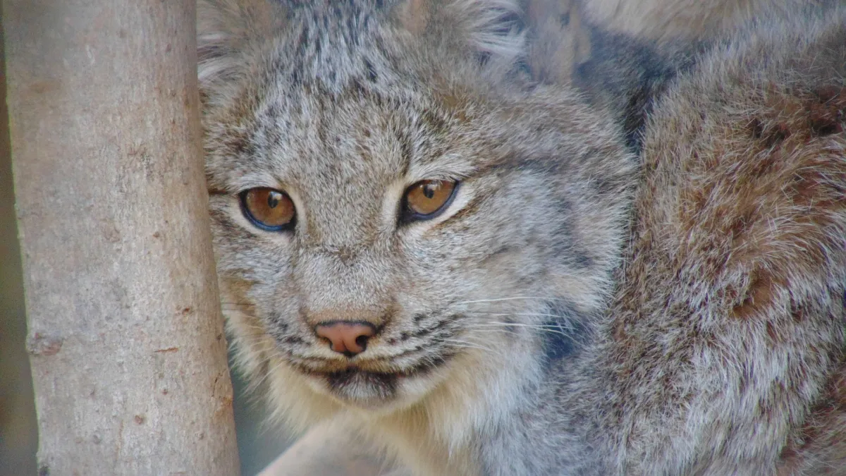 Kanadski ris - Net.hr