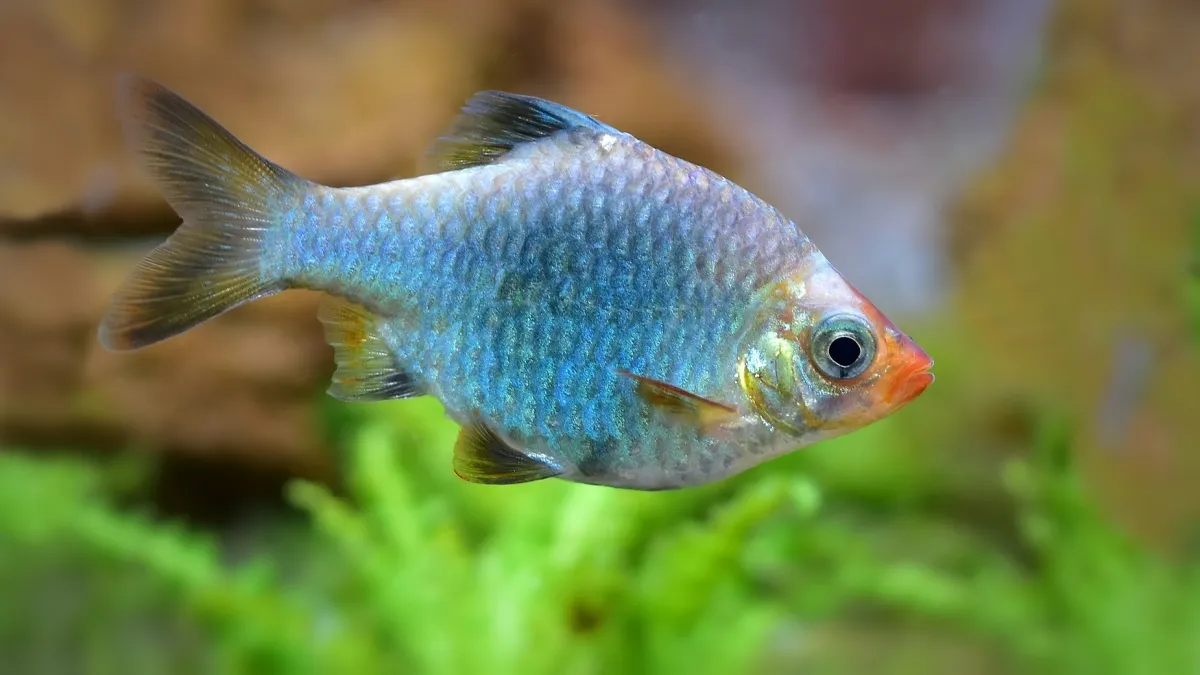 Znate li u koje vrste riba spada riba zeleni barbus? - Net.hr