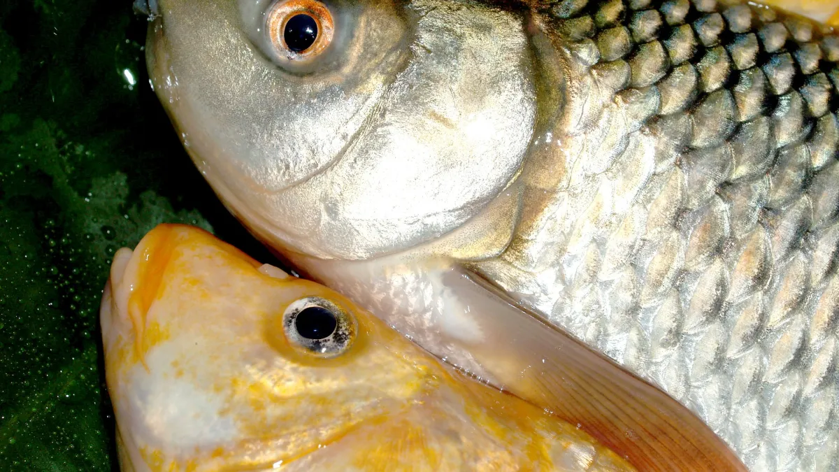 Bolen riba koju ribiči vole - Net.hr