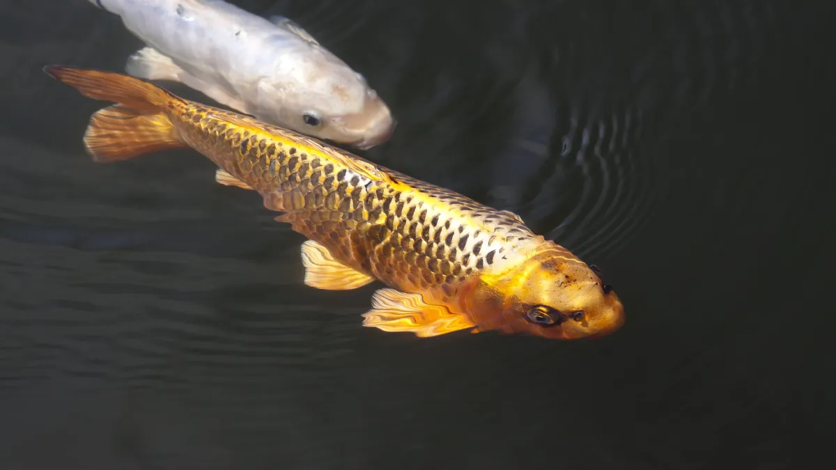 Krap riba poznata kao oblik divljeg šarana - Net.hr