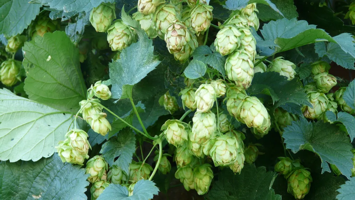 Ukrasni hmelj - Hmelj koji daje poseban izgled vrtu - Net.hr