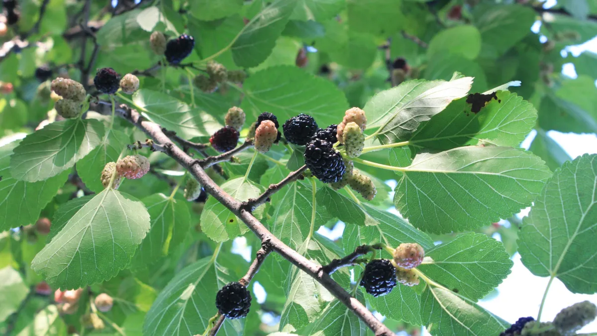 Kakav je kao stablo ukrasni dud? - Net.hr