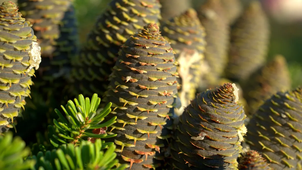 Fraserova jela: Idealan odabir za božićno stablo - Net.hr