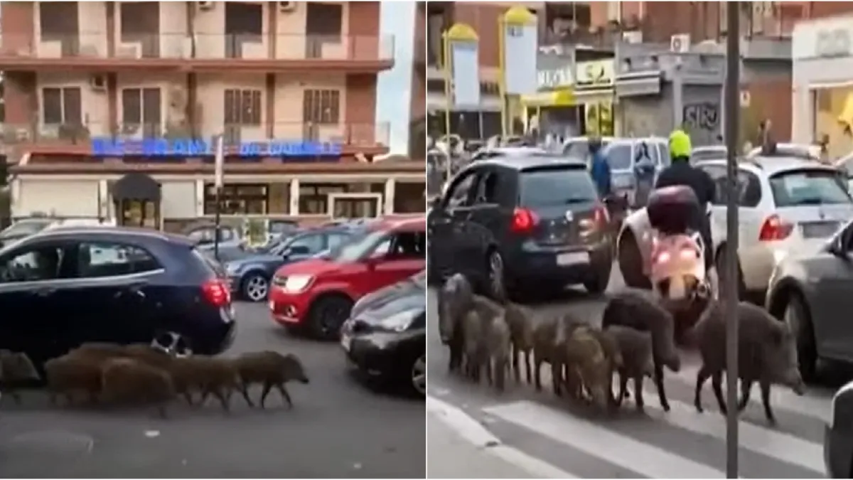 Gradonačelnici Rima na predstojećim izborima prijete divlje svinje. Ali ...