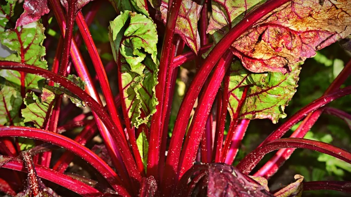 Recepti za crvenu blitvu - pečena crvena blitva recept i priprema - Net.hr