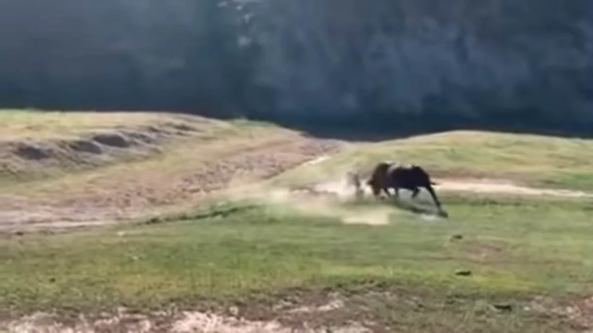 Divlji bik se zaletio na biciklista: Sreća ga je spasila od tragičnog ...