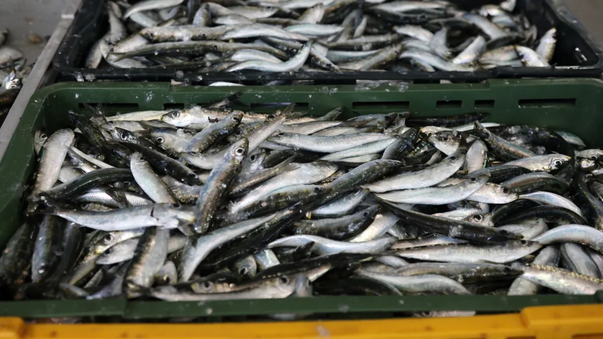 'Kvari se svježa riba, meso...' Zagrebačkoj tržnici ograničen pristup ...