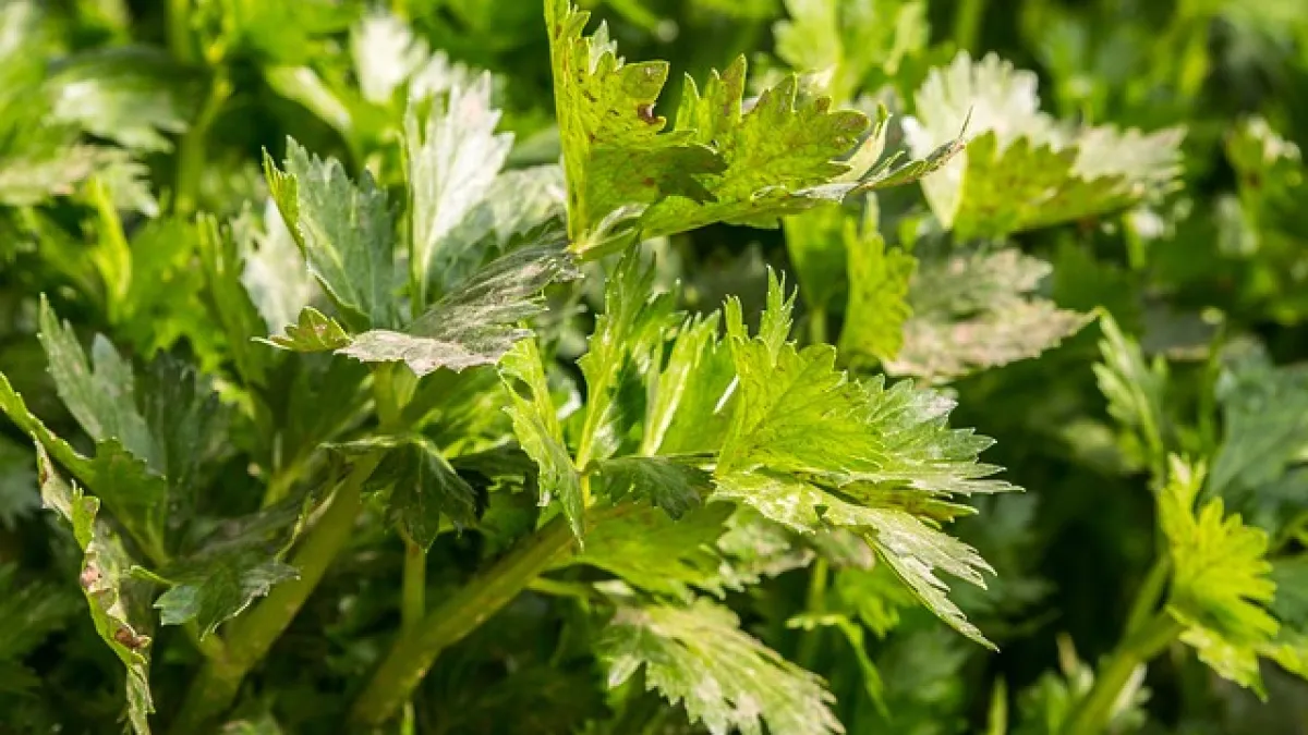 Kako sušiti list celera? - Net.hr