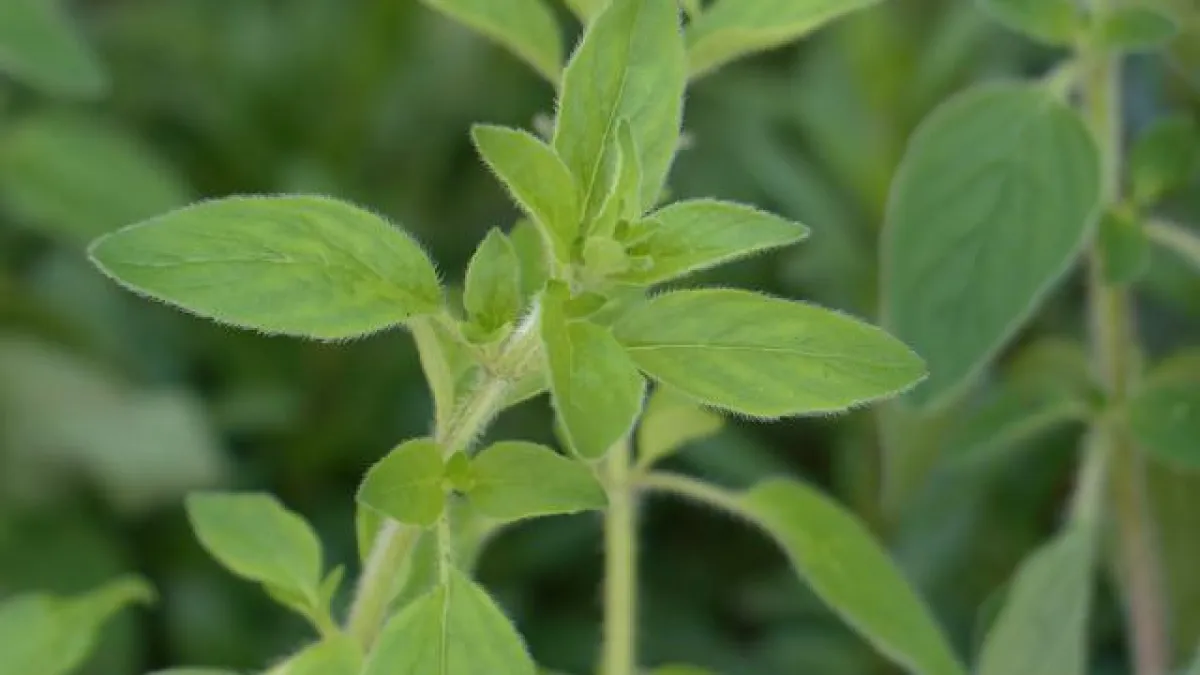 Divlji origano - što je divlji origano i kako se koristi - Net.hr