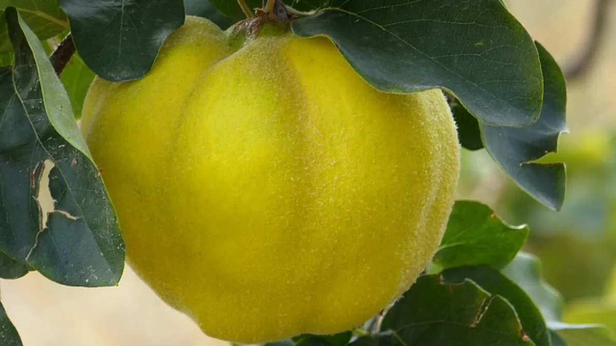 Čaj od lista dunje - recept kako pripremiti čaj od lista dunje - Net.hr