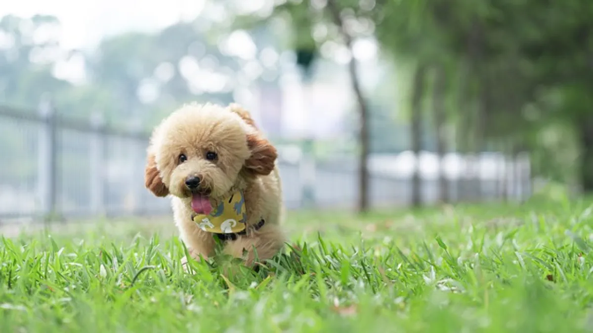 Mini rase pasa: Koje su najpoznatije mini rase pasa? - Net.hr