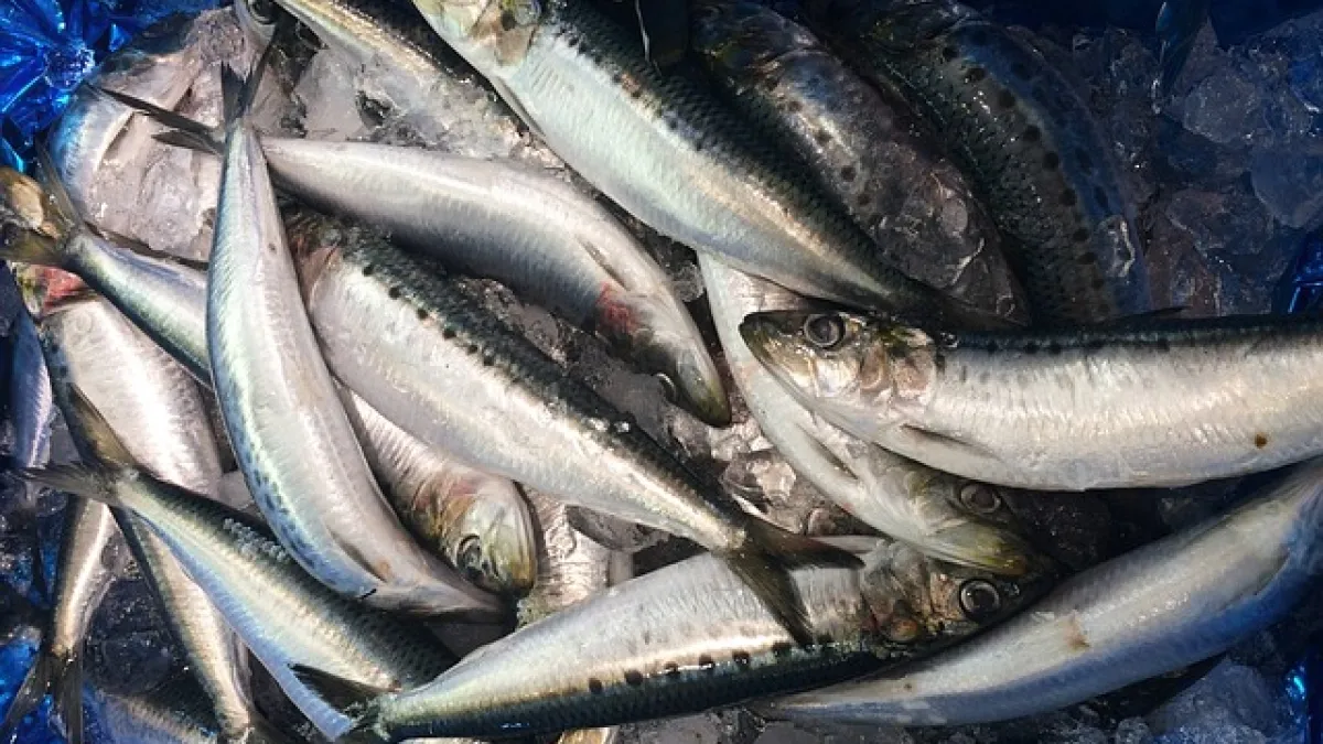 Papaline ili girice razlika: Koje ribe su bolje - papaline ili girice ...