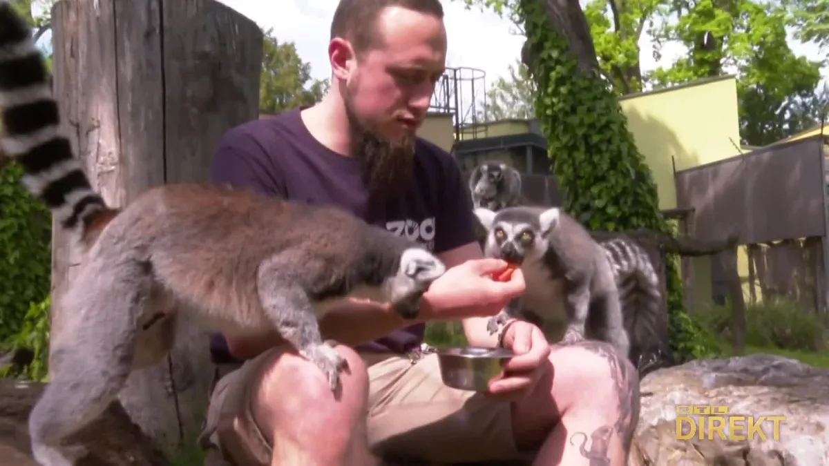 Lete u oko uragana, stvaraju najpopularnije igrice na svijetu, timare ...