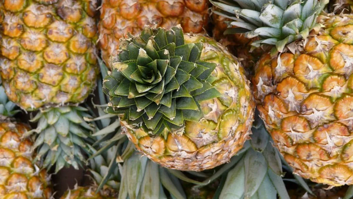 Koliko dugo raste ananas? Koje su osnovne karakteristike ananasa? - Net.hr