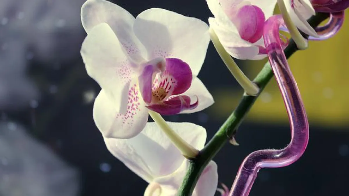 Mini orhideja - savjeti i upute za uzgoj mini orhideja - Net.hr