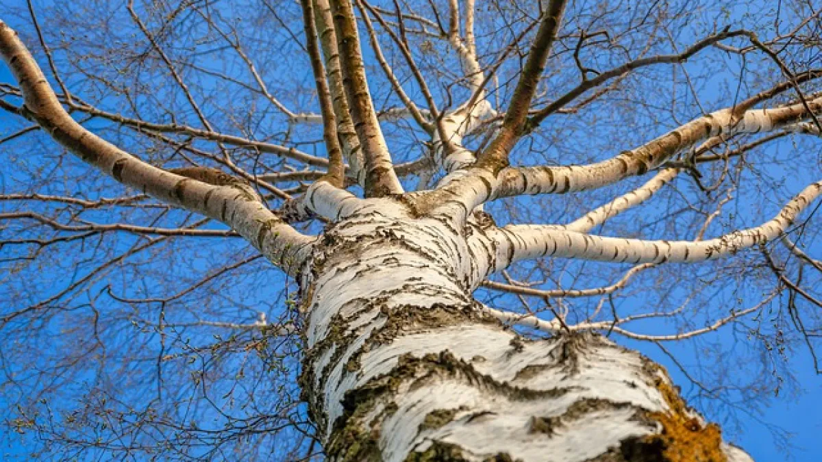 Kako izgleda zalosna breza? Koje su osnovne karakteristike zalosne ...