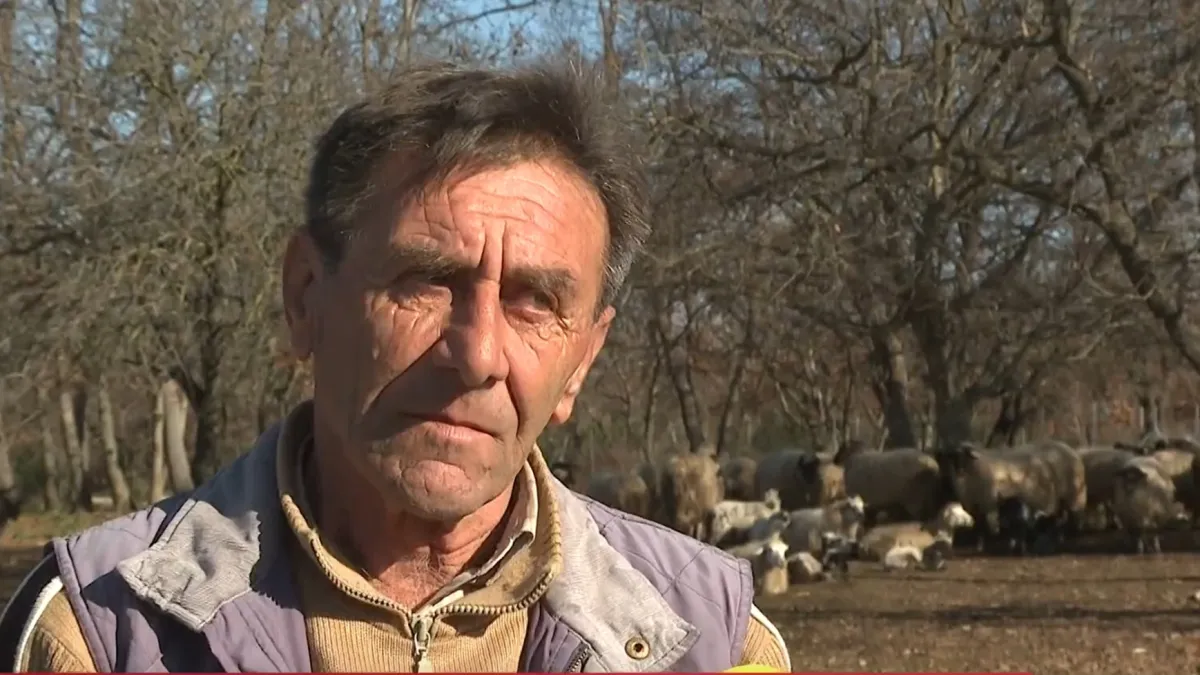 Čopor vukova poklao 20 ovaca obitelji kod Zadra. Očajni stočar: 'Nema ...