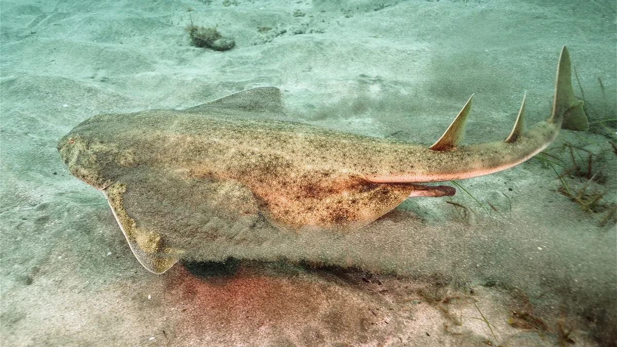 Izumrla jadranska vrsta morskog psa pronađena u Crnom moru - Net.hr