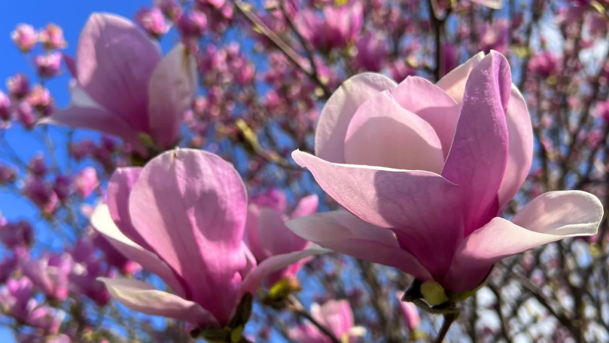 Kako se rade magnolije od papira? Izgledaju kao prave - Net.hr