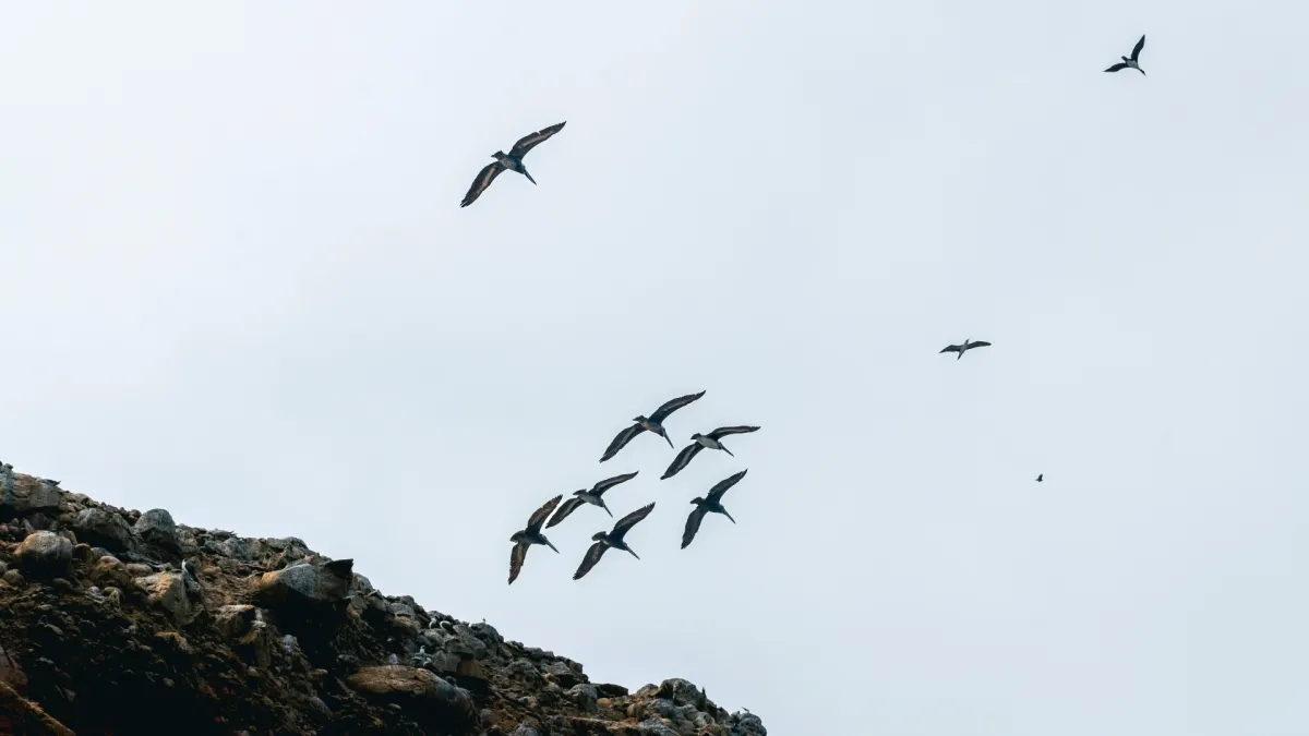 Što rade ptice kada se umore u letu? Evo kako spavaju - Net.hr