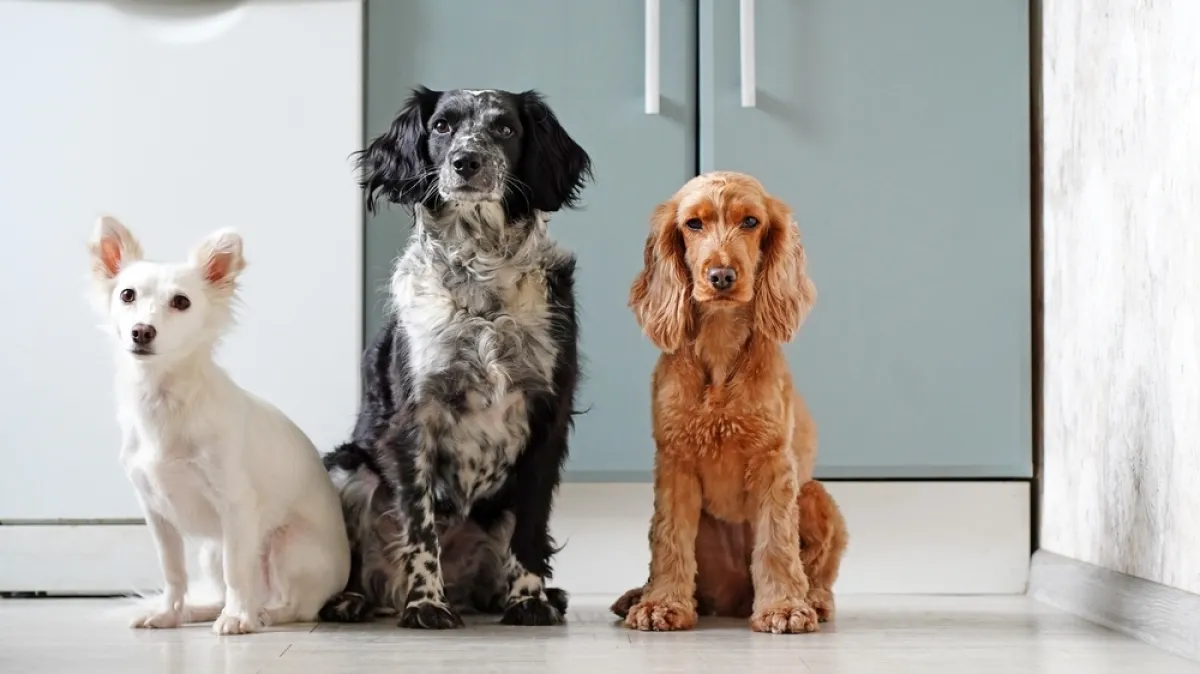 [KVIZ] Samo će pravi znalci znati sve o psima - Net.hr