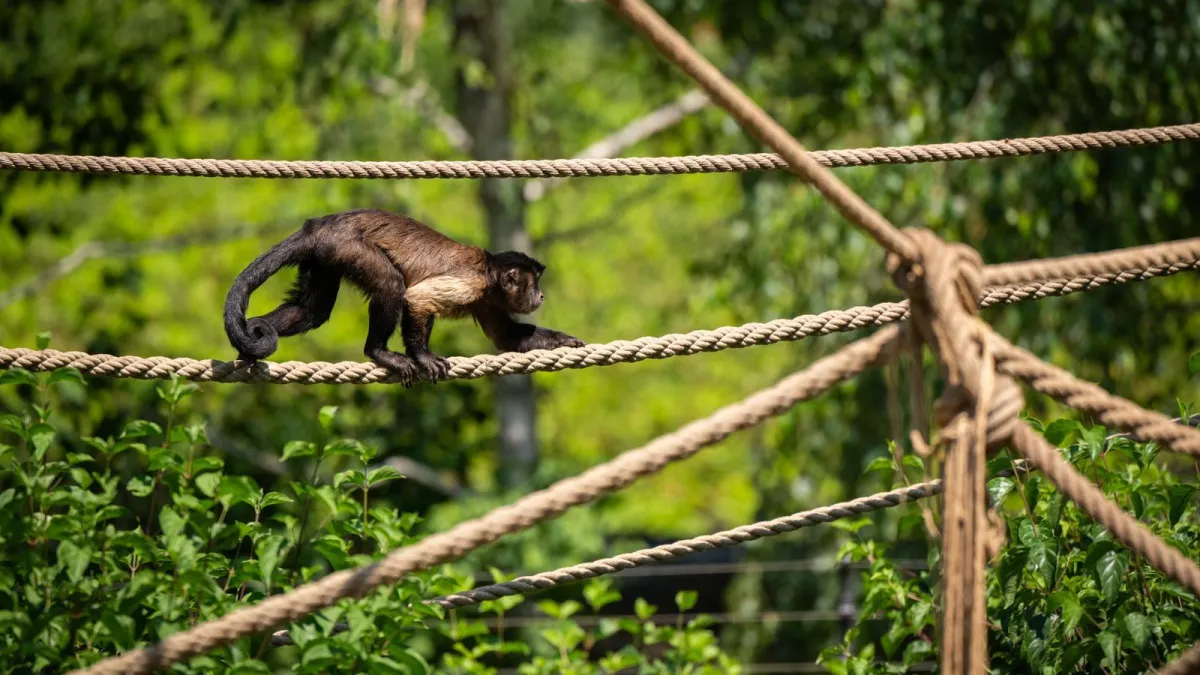 Četkastorepi betong, balijski čvorak i sokorska gugutka: Sve ih možete ...