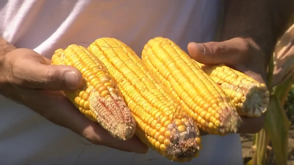 Poljoprivrednici u Županju zabrinuti za kukuruz zbog suše i visokih temperatura - Net.hr